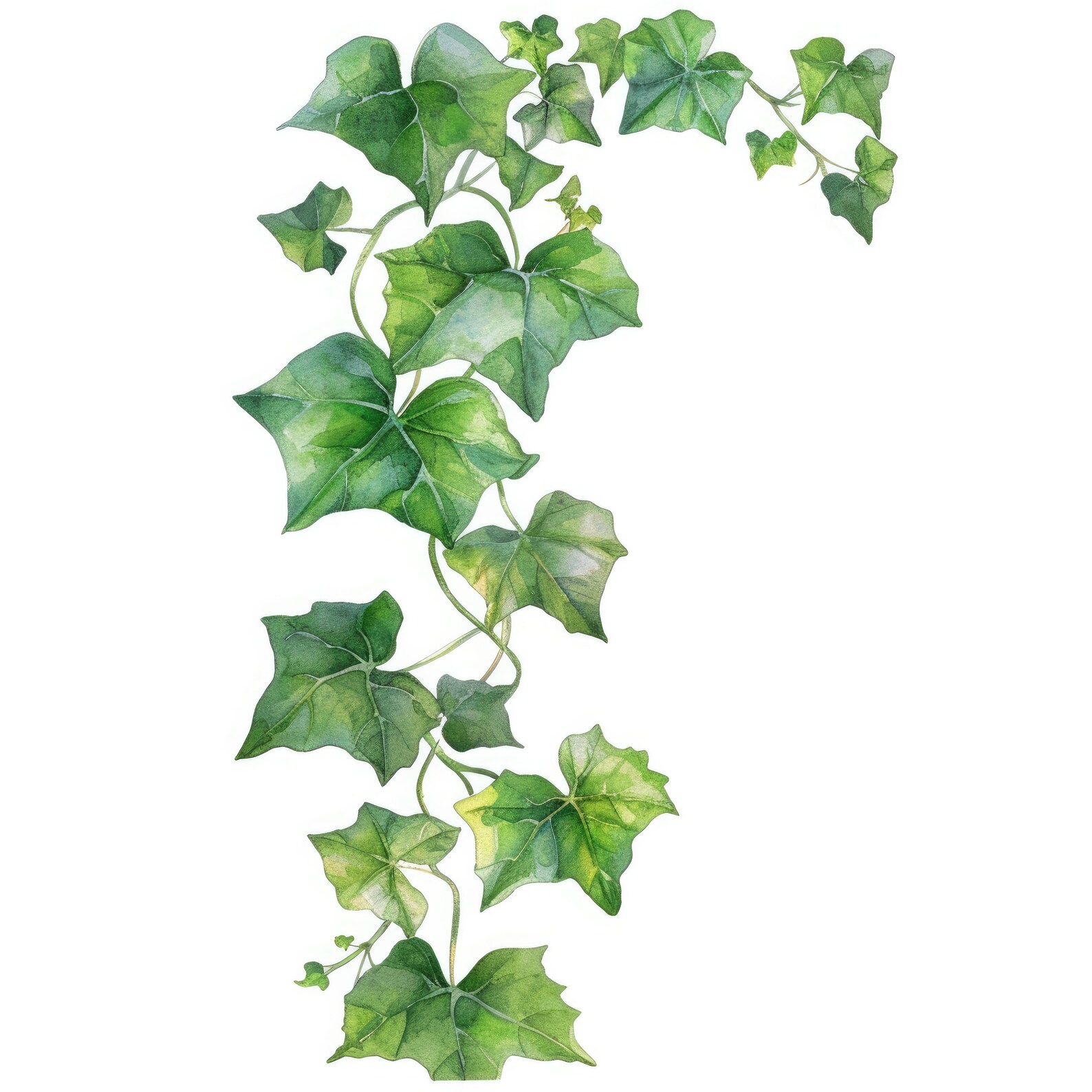 Ivy Clip Art Digital Download: Watercolor Ivy Vines Greenery Clipart ...