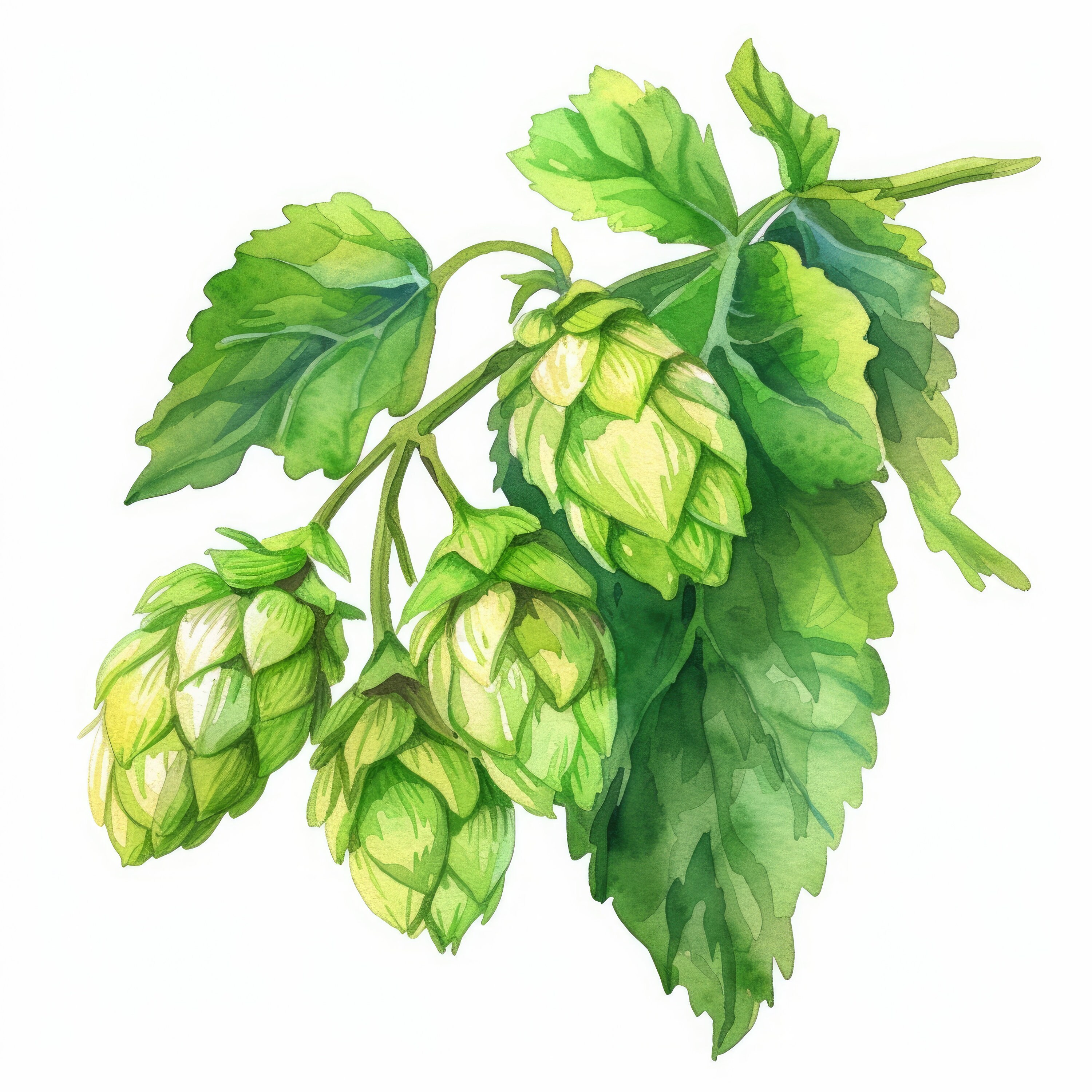 Hops Clipart Collection: Beer Bottle, Pint, Barrel, Wheat & Foam ...
