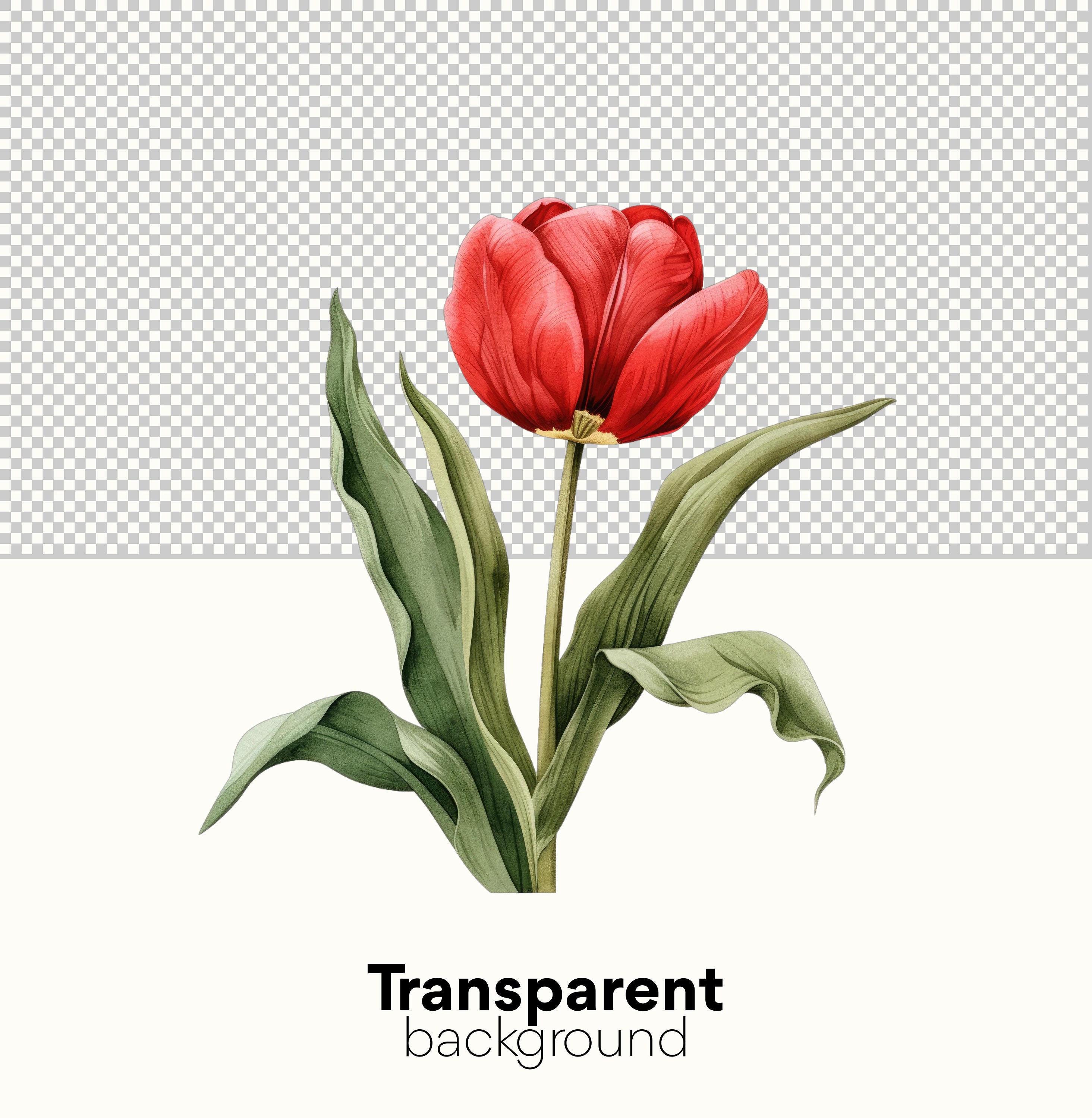 Tulip Clipart Bundle Digital Download, Commercial Use, Watercolor ...