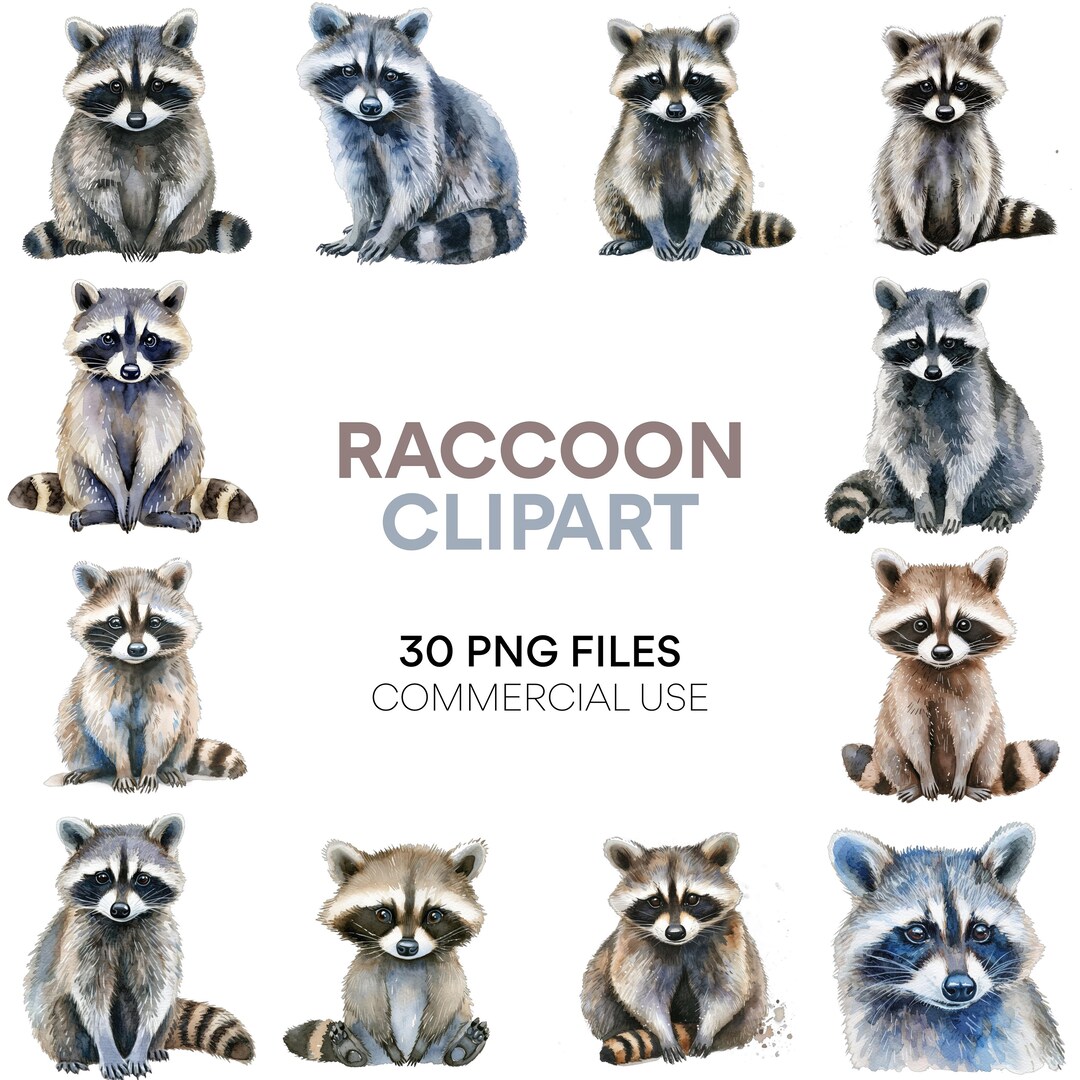 Raccoon Clipart Pack: Watercolor Raccoon PNG Digital Download for ...