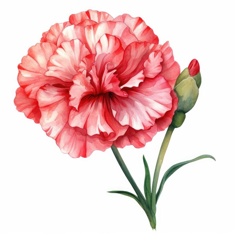 Carnation Clipart: Watercolor Carnation Flower and Bouquet, Digital ...