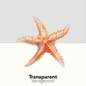 Starfish Clipart: Digital Download, Commercial Use Watercolor Starfish ...