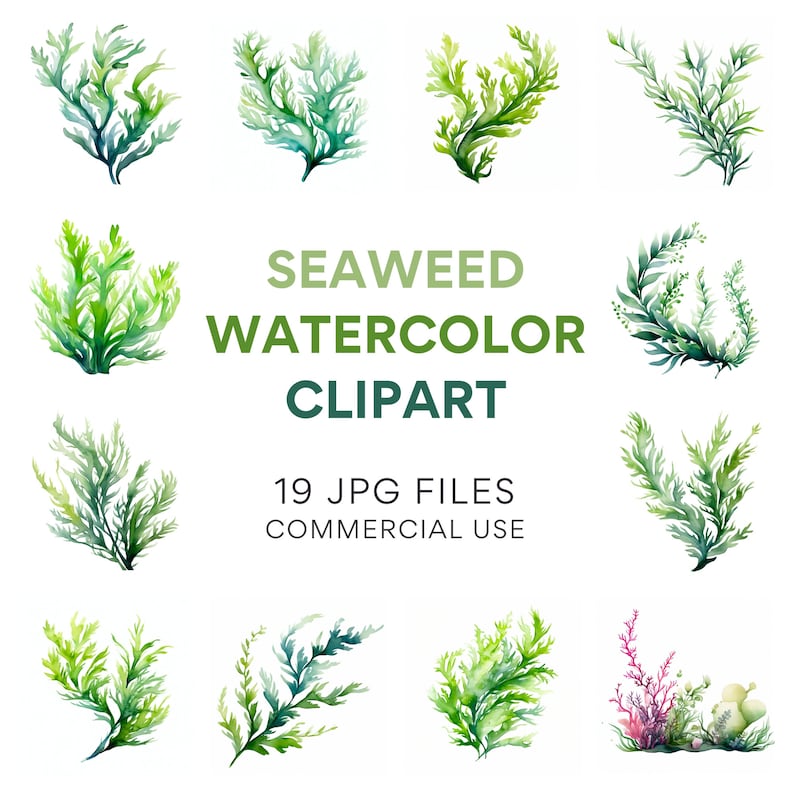 Seaweed Clipart, Watercolor Seaweed, Ocean and Coral Reef Clipart ...