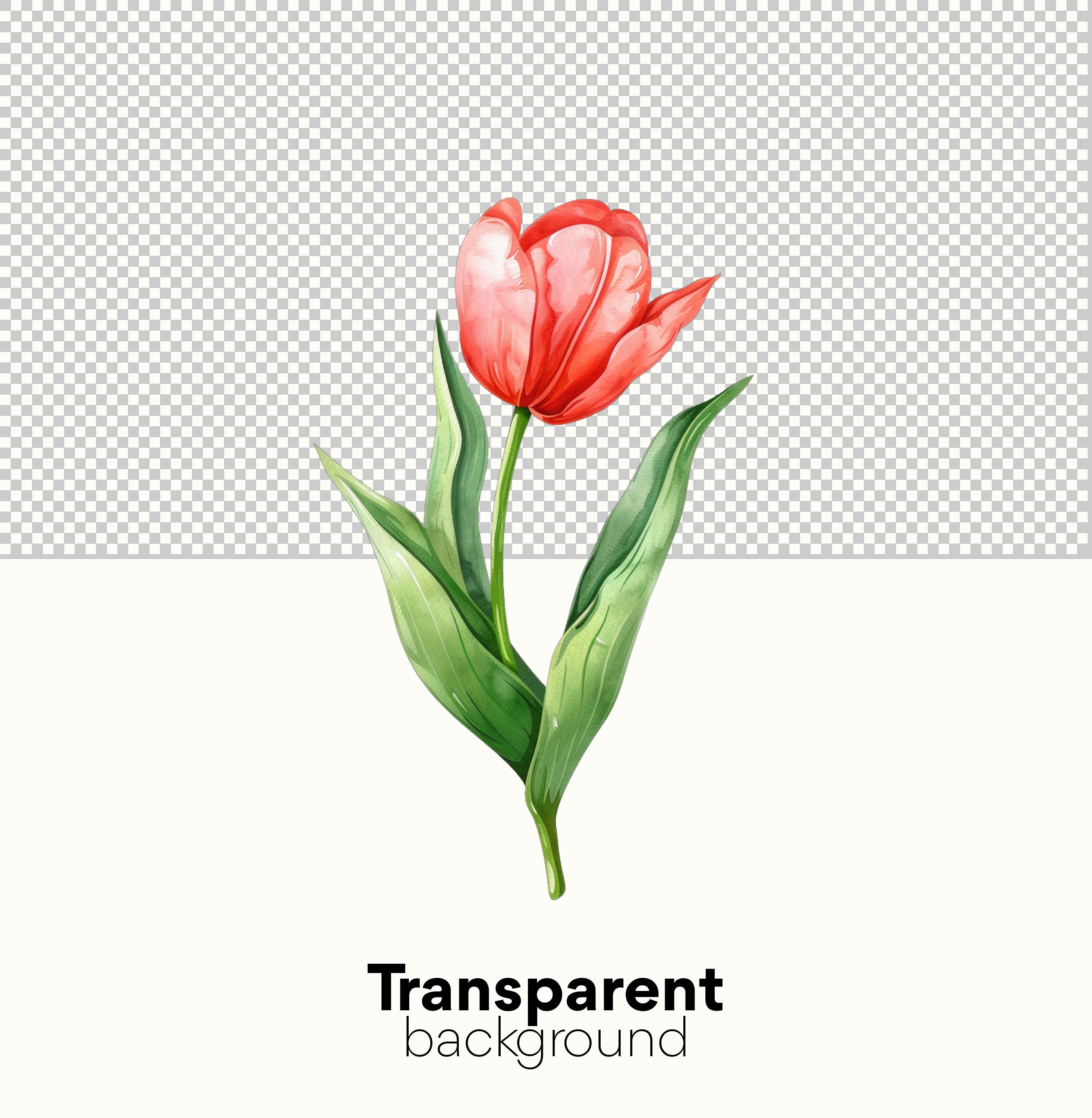 Tulip Clipart Bundle Digital Download, Commercial Use, Watercolor ...