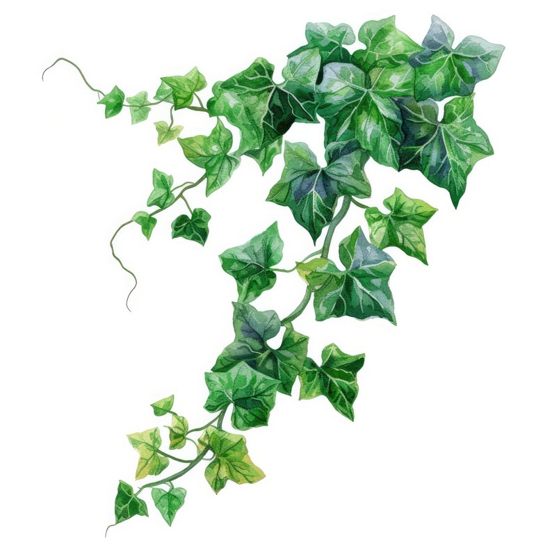 Ivy Clip Art Digital Download: Watercolor Ivy Vines Greenery Clipart ...