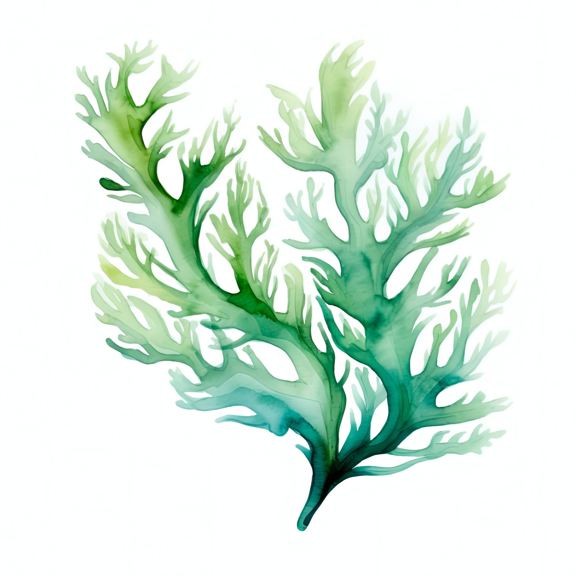Seaweed Clipart, Watercolor Seaweed, Ocean and Coral Reef Clipart ...