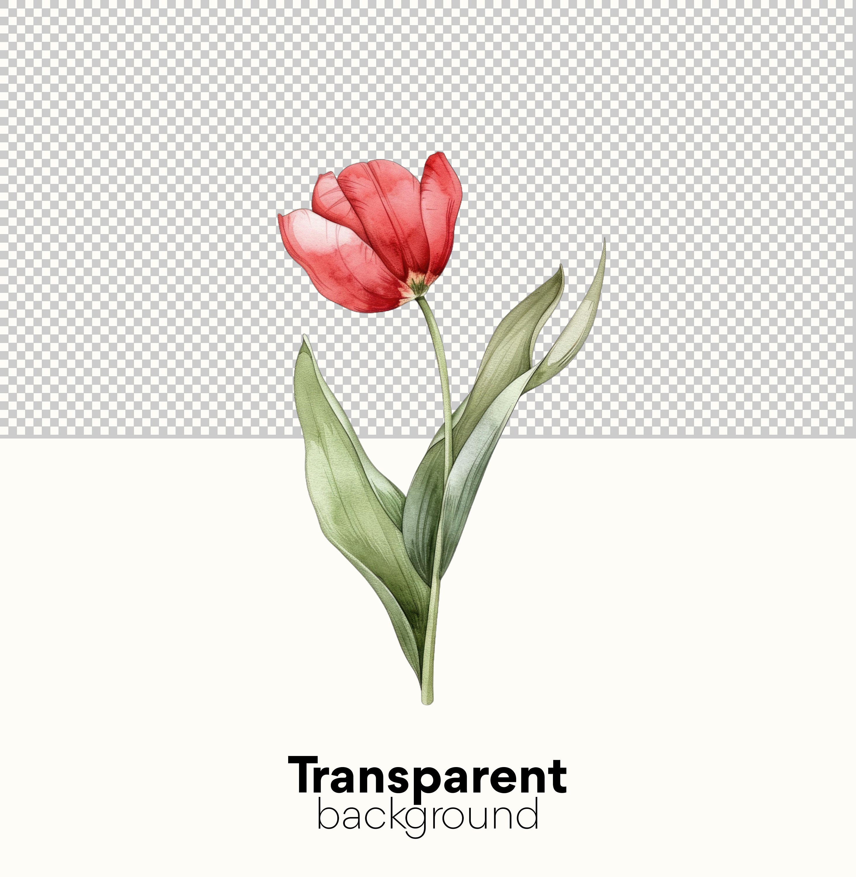 Tulip Clipart Bundle Digital Download, Commercial Use, Watercolor ...