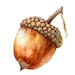 Acorn Clipart, Watercolor Autumn Leaves, Oak Fall Clipart, Digital ...