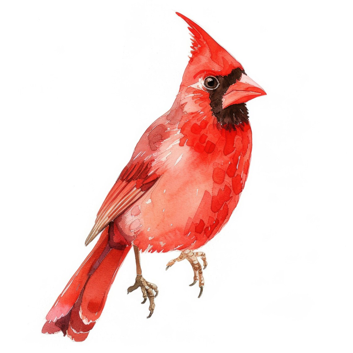 Cardinal Clip Art Pack Digital Download, Red Cardinal Watercolor ...