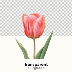 Tulip Clipart Bundle Digital Download, Commercial Use, Watercolor ...