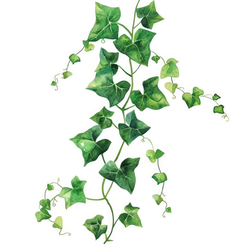 Ivy Clip Art Digital Download: Watercolor Ivy Vines Greenery Clipart ...