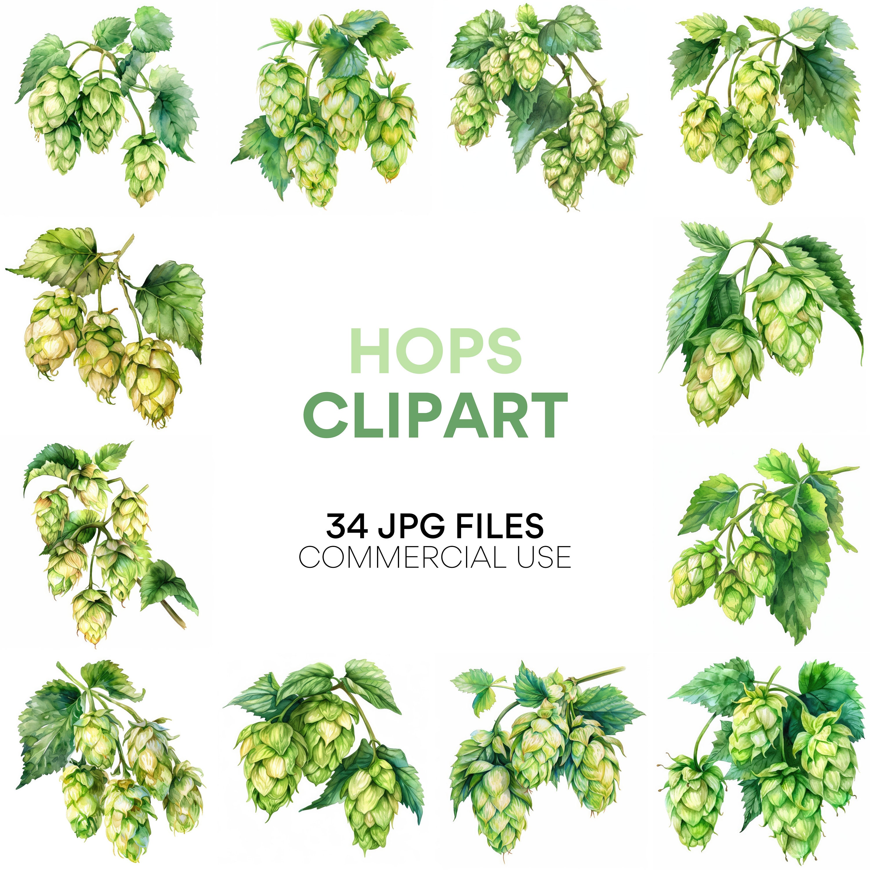 Hops Clipart Collection: Beer Bottle, Pint, Barrel, Wheat & Foam ...