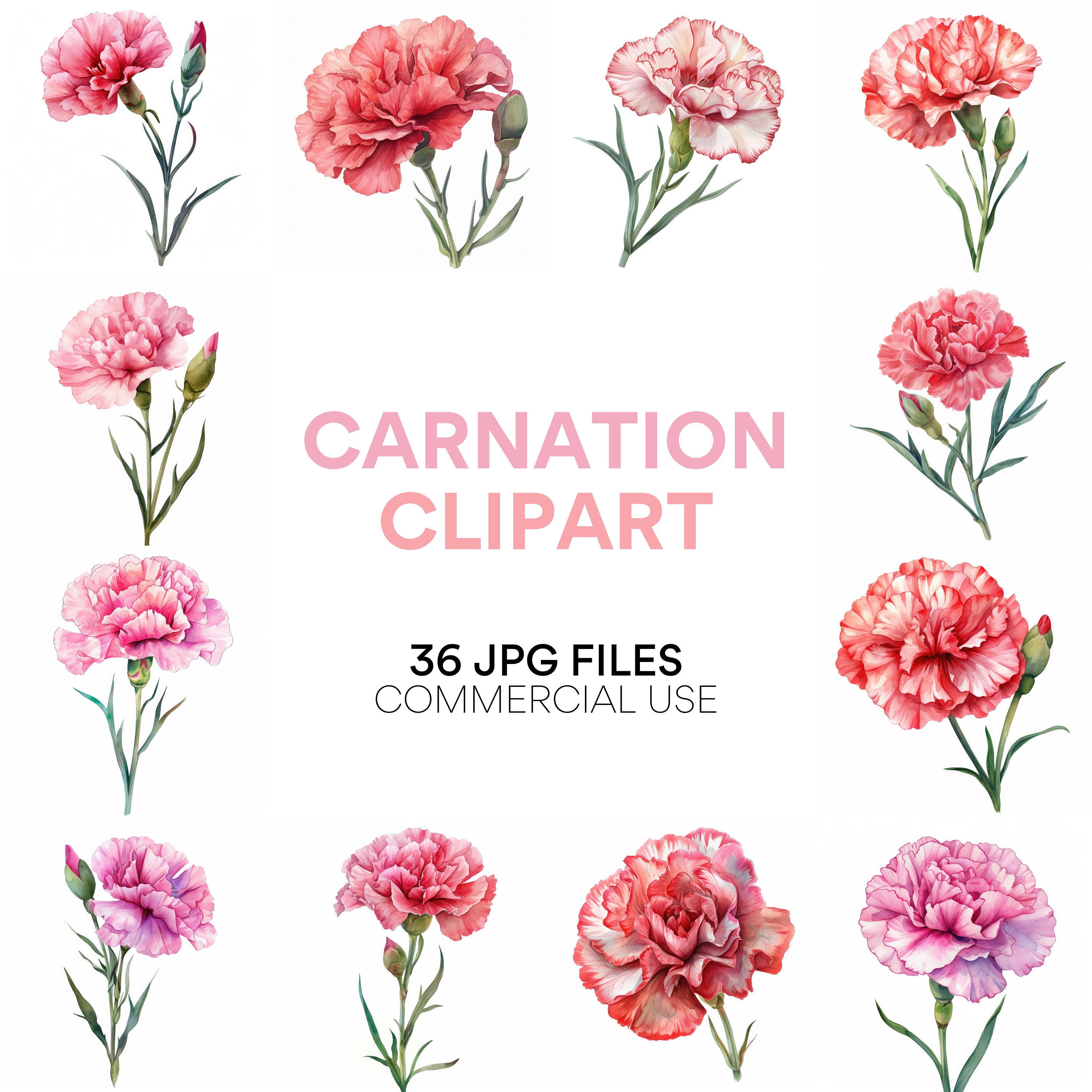 Carnation Clipart: Watercolor Carnation Flower and Bouquet, Digital ...