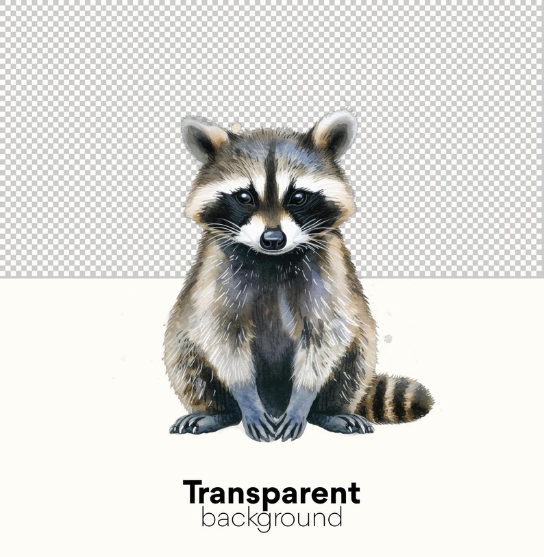 Raccoon Clipart Pack: Watercolor Raccoon PNG Digital Download for ...