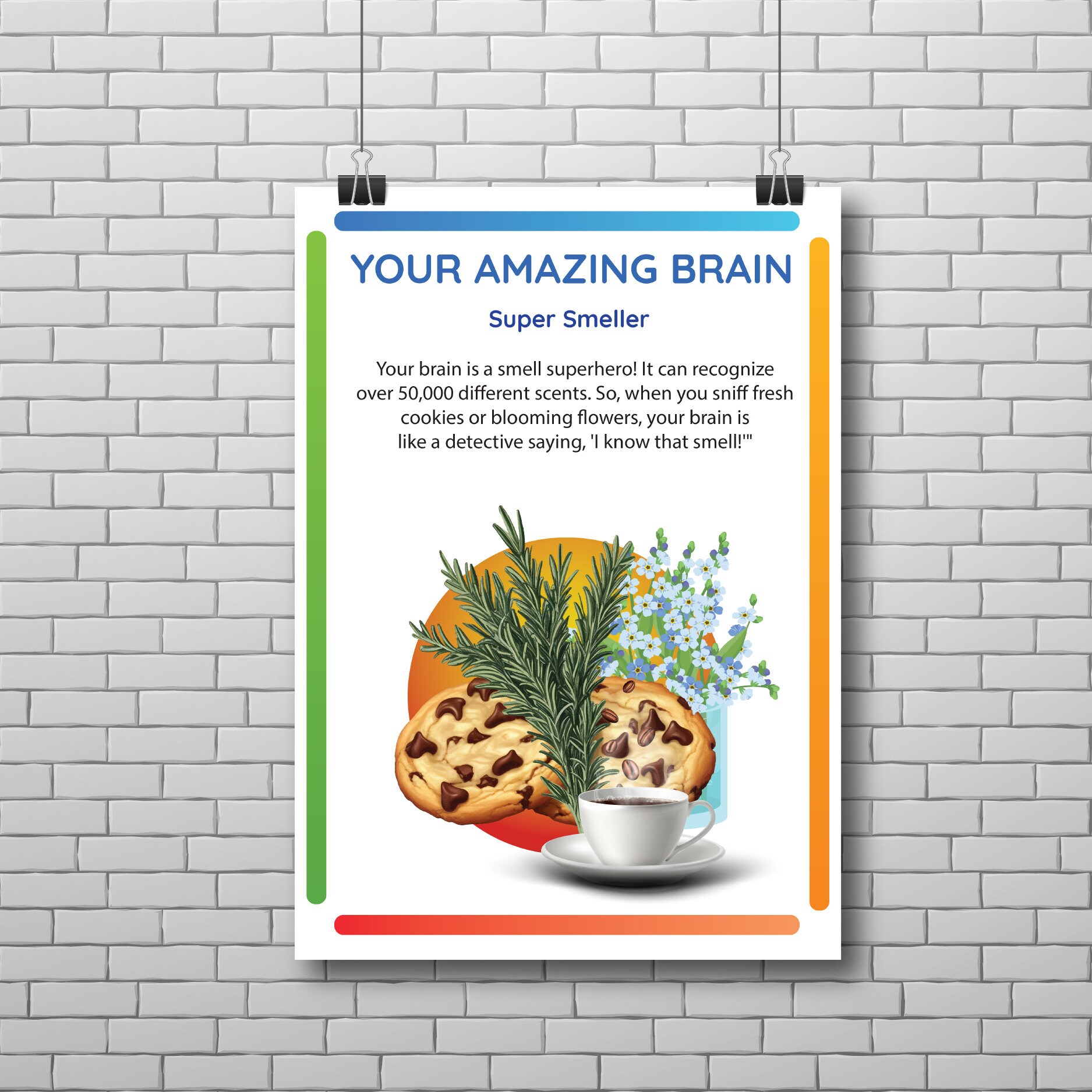 Brain Fact Posters: Science Classroom Decor (digital Download) - Etsy