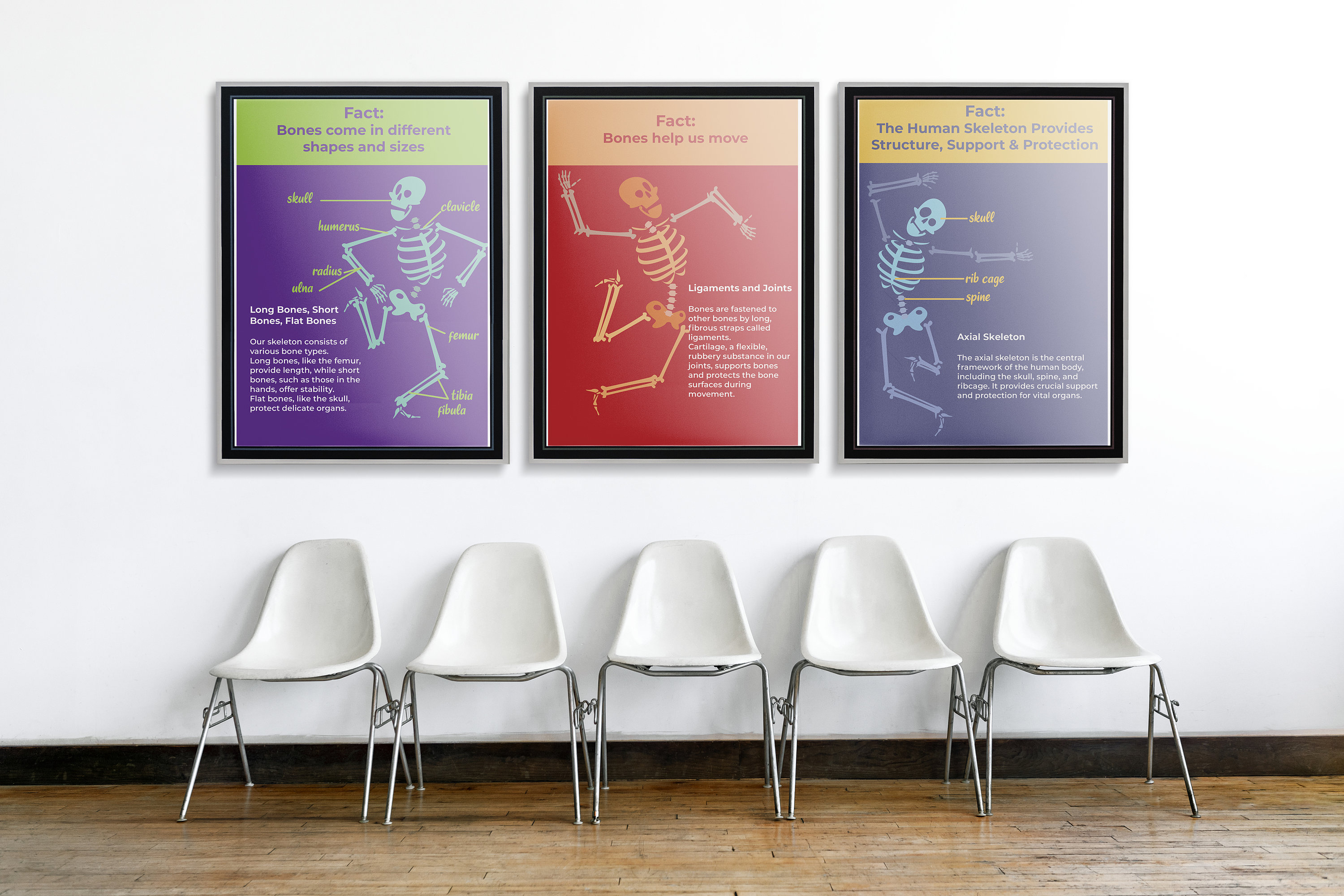 Funky Skeleton Anatomy Posters: Science Classroom Decor (digital ...