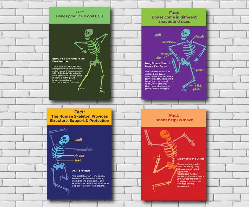 Funky Skeleton Anatomy Posters: Science Classroom Decor (digital ...