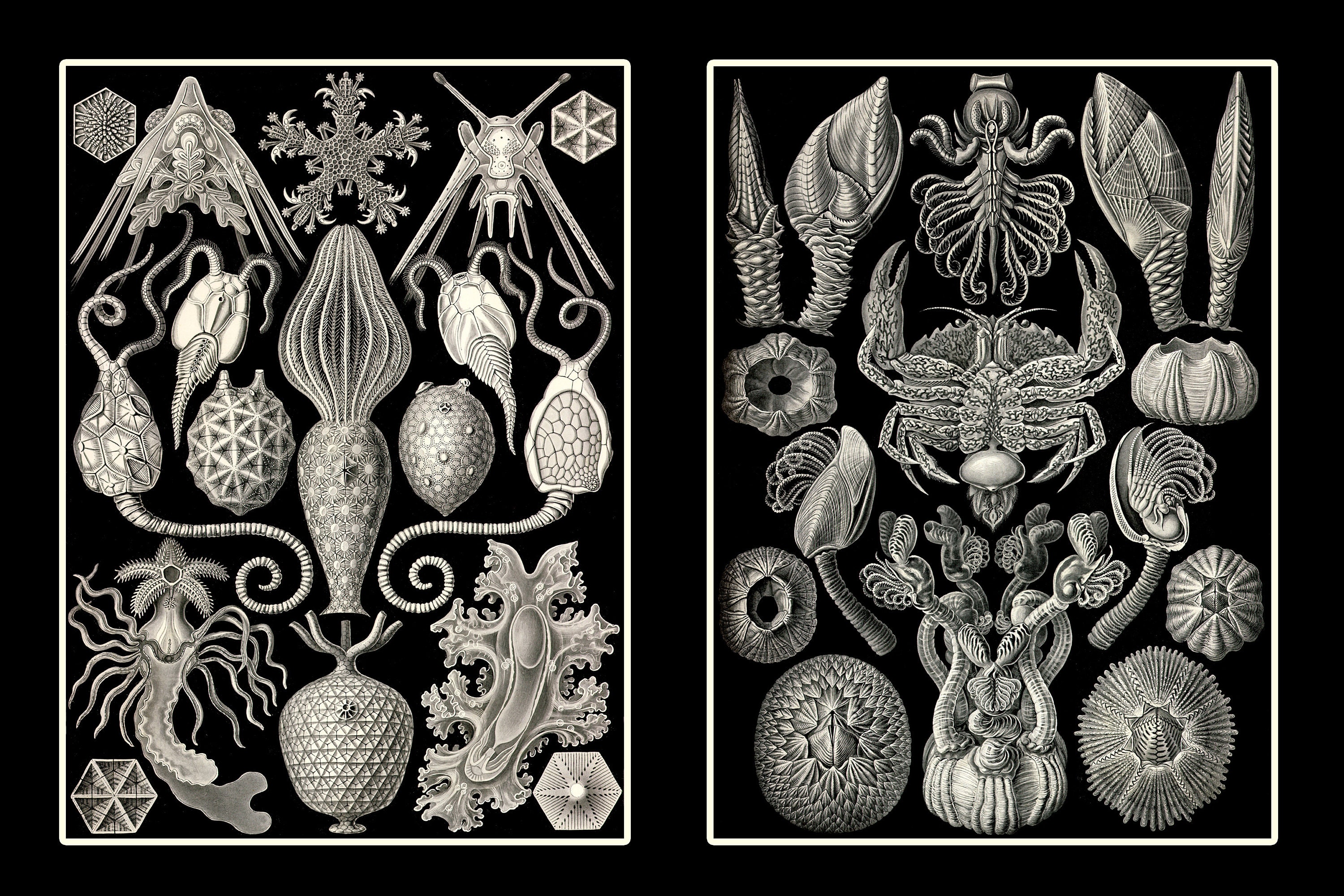 Ernst Haeckel Kunstformen Der Natur Huge 24x36 Inch Poster Print 16