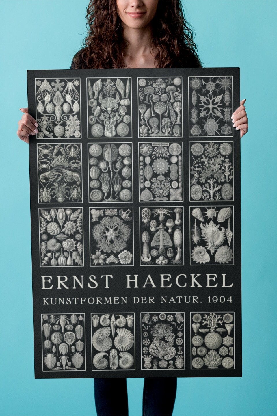 Ernst Haeckel, Kunstformen Der Natur, Huge 24x36 Inch Poster Print, 16 ...