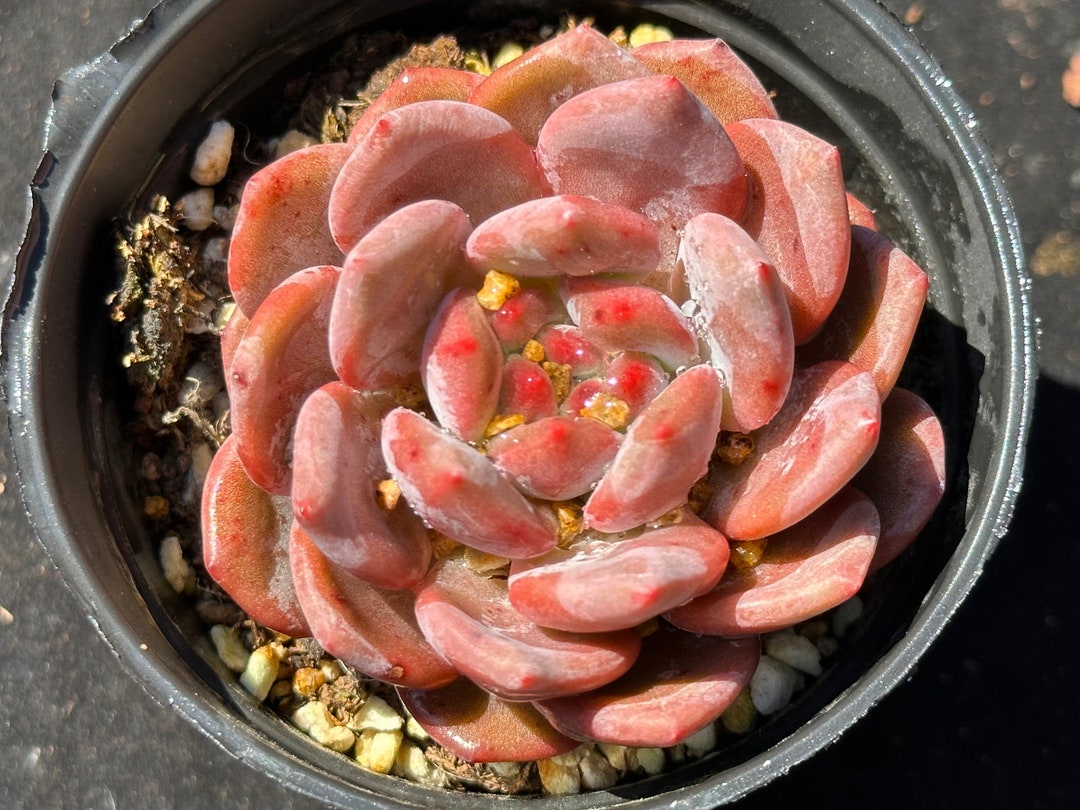 Echeveria Ariel 1 Head Rare Live Succulent Plants Pink Free - Etsy