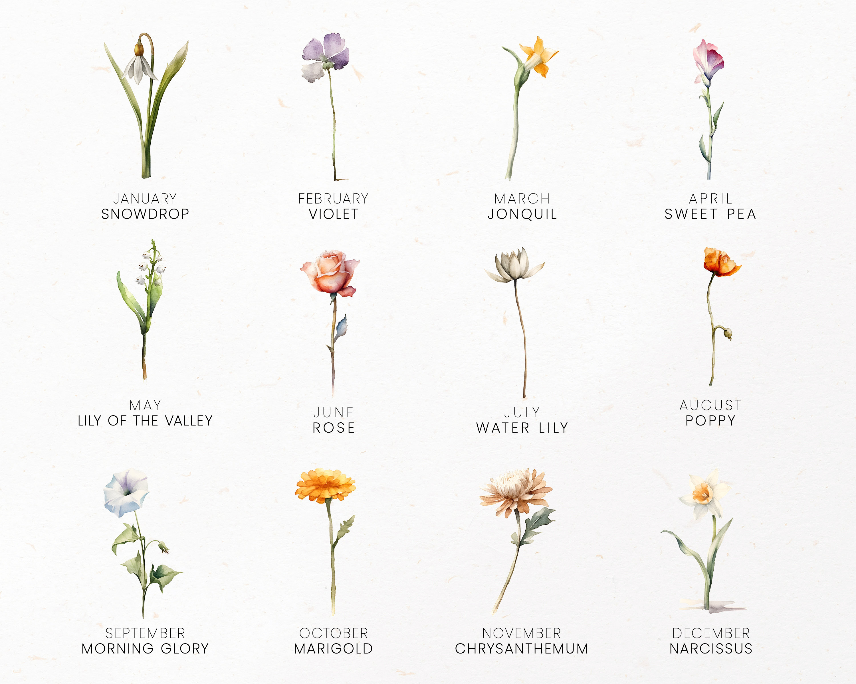 Birth Flower Clipart, Birth Month Flowers, Watercolor Flower Clipart ...