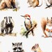 Woodland Animals Clipart Bundle, Animal Clipart for Commercial Use ...
