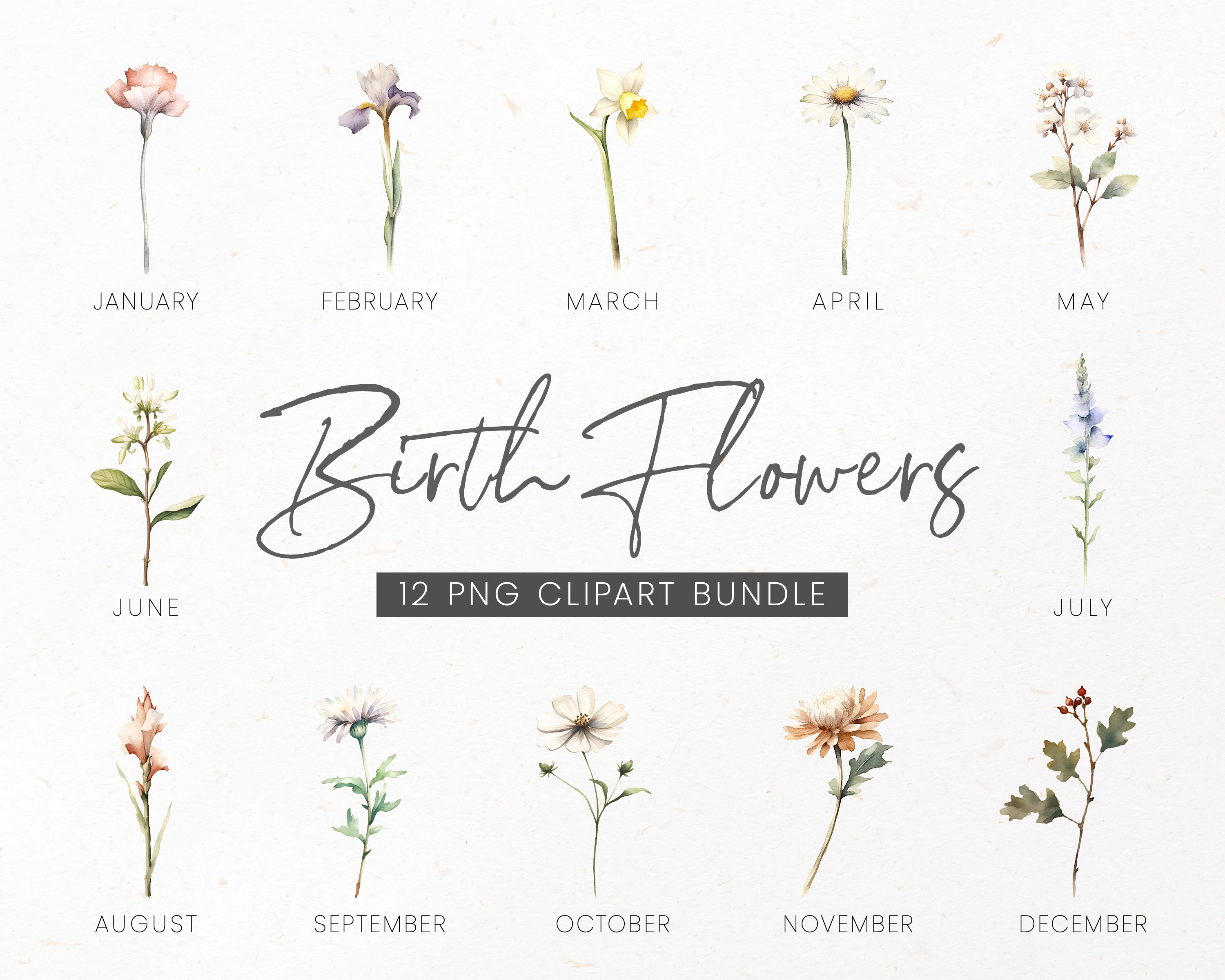 Birth Flower Clipart, Birth Month Flowers, Watercolor Flower Clipart ...