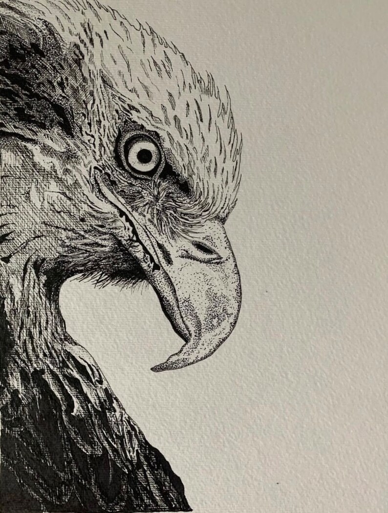 Bald Eagle Ink Drawing - Original Drawing, Black and White, Not a Print ...