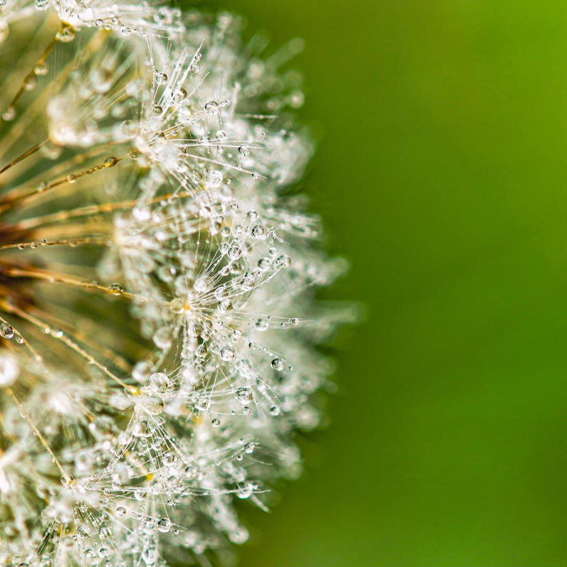 Dandelion Poster Dandelion Wall Art Dandelion Print Dandelion Decor ...