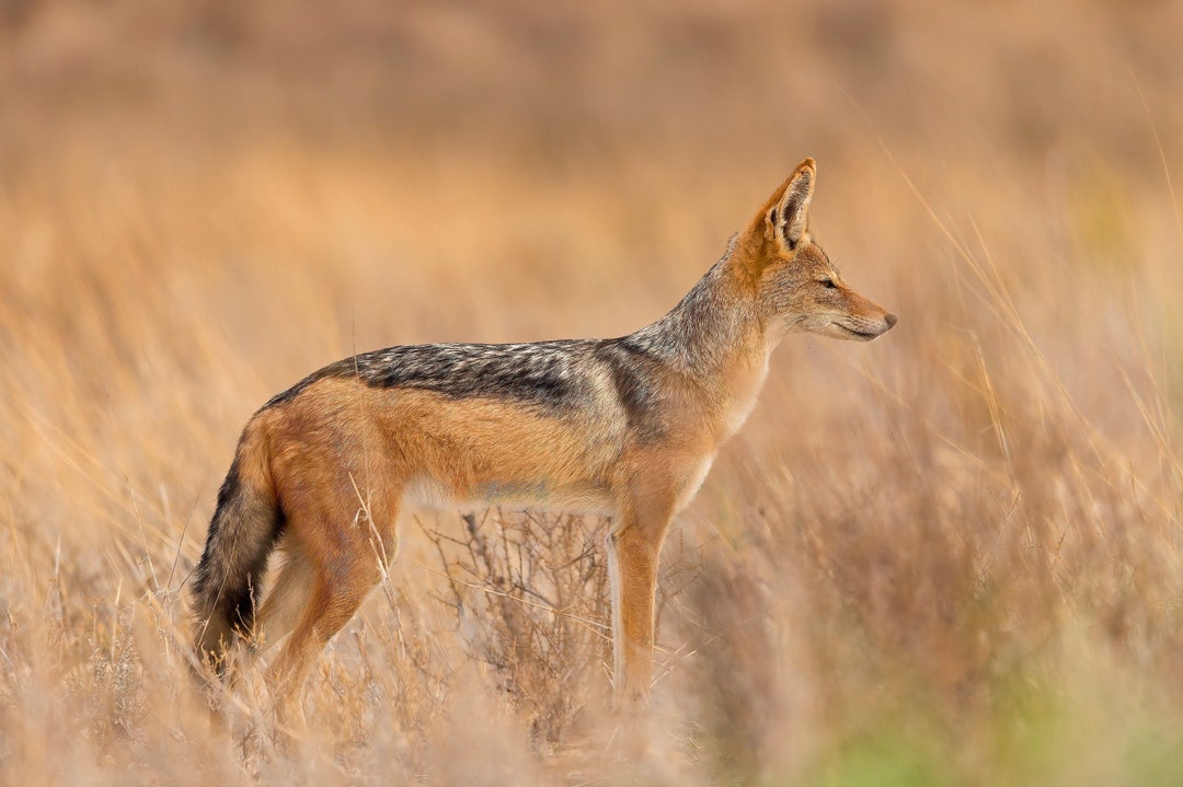 Black-backed Jackal Portrait - Etsy