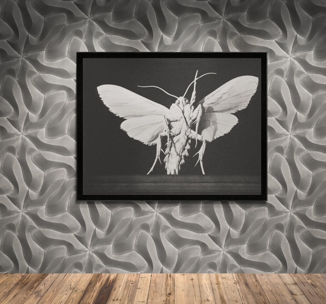Moth - Peter Birkhauser Framed Art Print | Abstract Expressionism ...