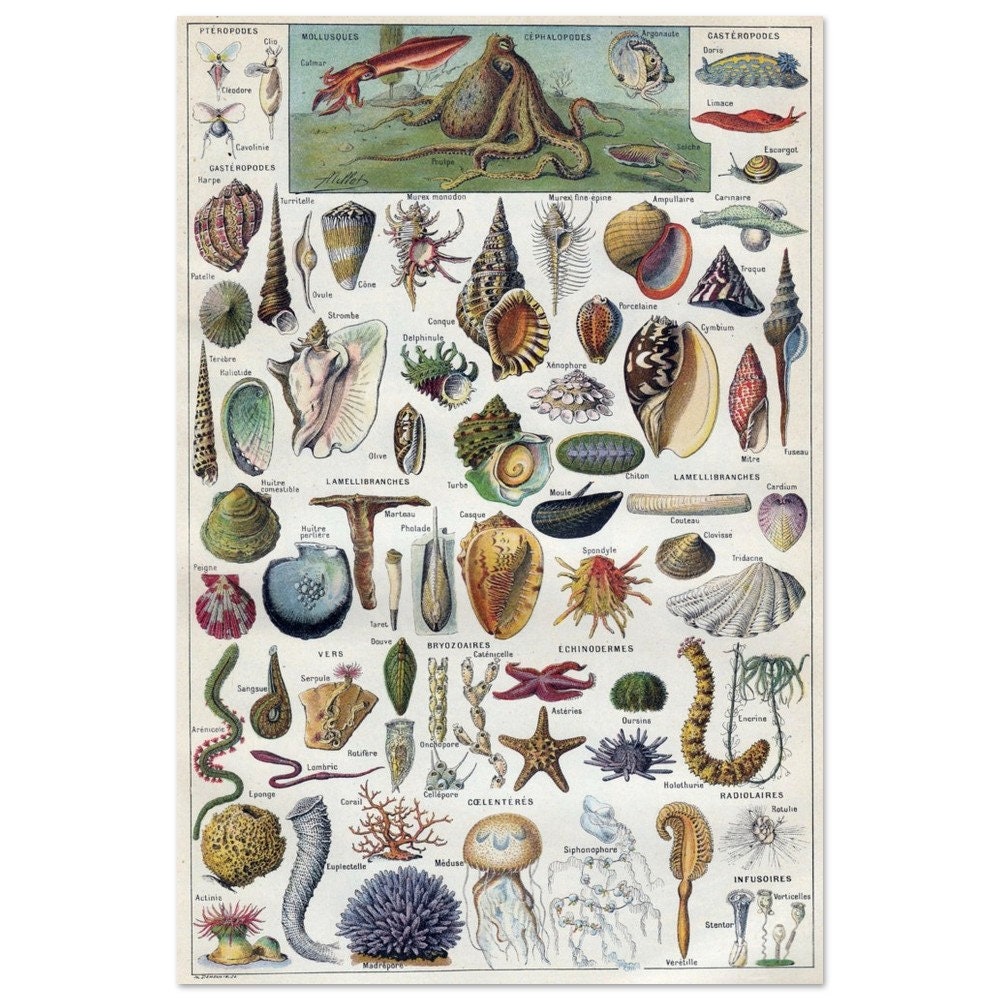 Marine Ecosystem Biology Graph Poster | Random Ocean Creature ...