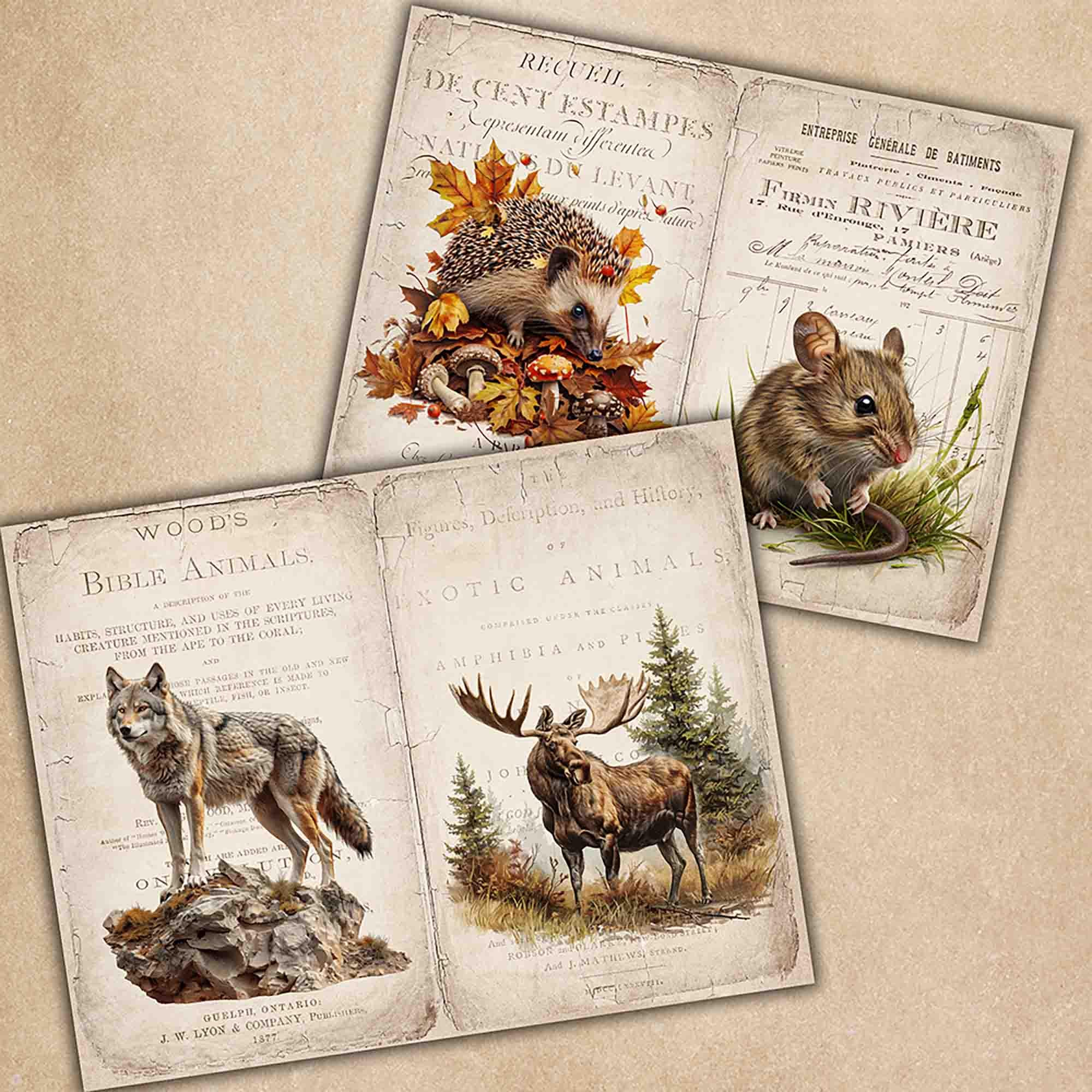 Forest Animals Junk Journal Pages, Woodland, Naturalist, Printable ...
