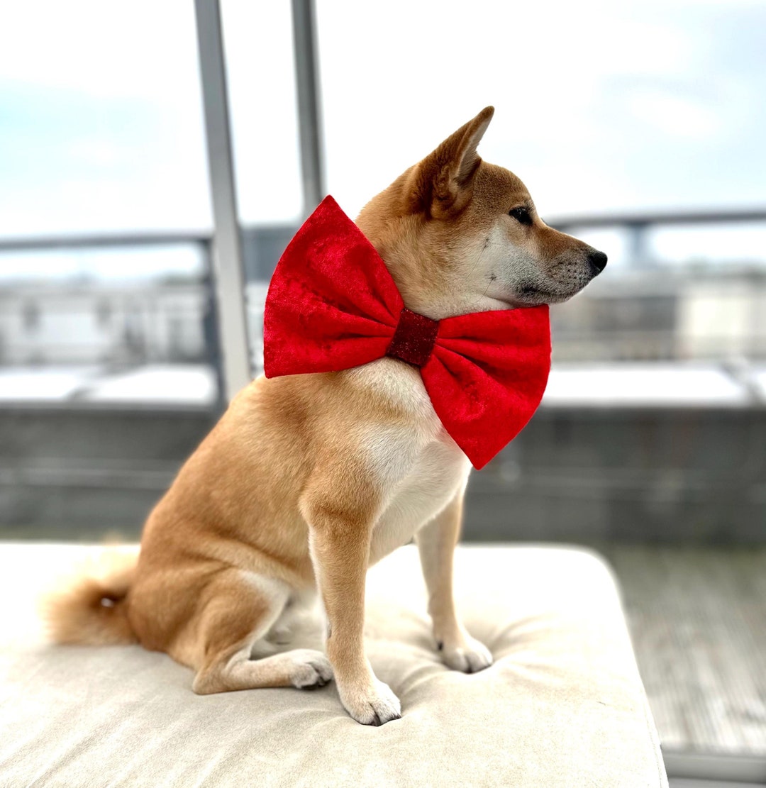 Red Velvet Bow Tie for a Dog in Large Size, Oversize Christmas Bow for ...