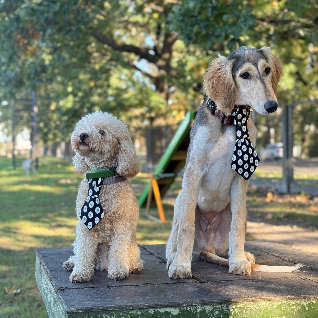 Dog Tie, Dotted Collar Necktie for Dogs With Elastics - Etsy