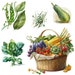 Watercolor Vegetable Clipart Bundle Png-format Vegetable Clipart ...