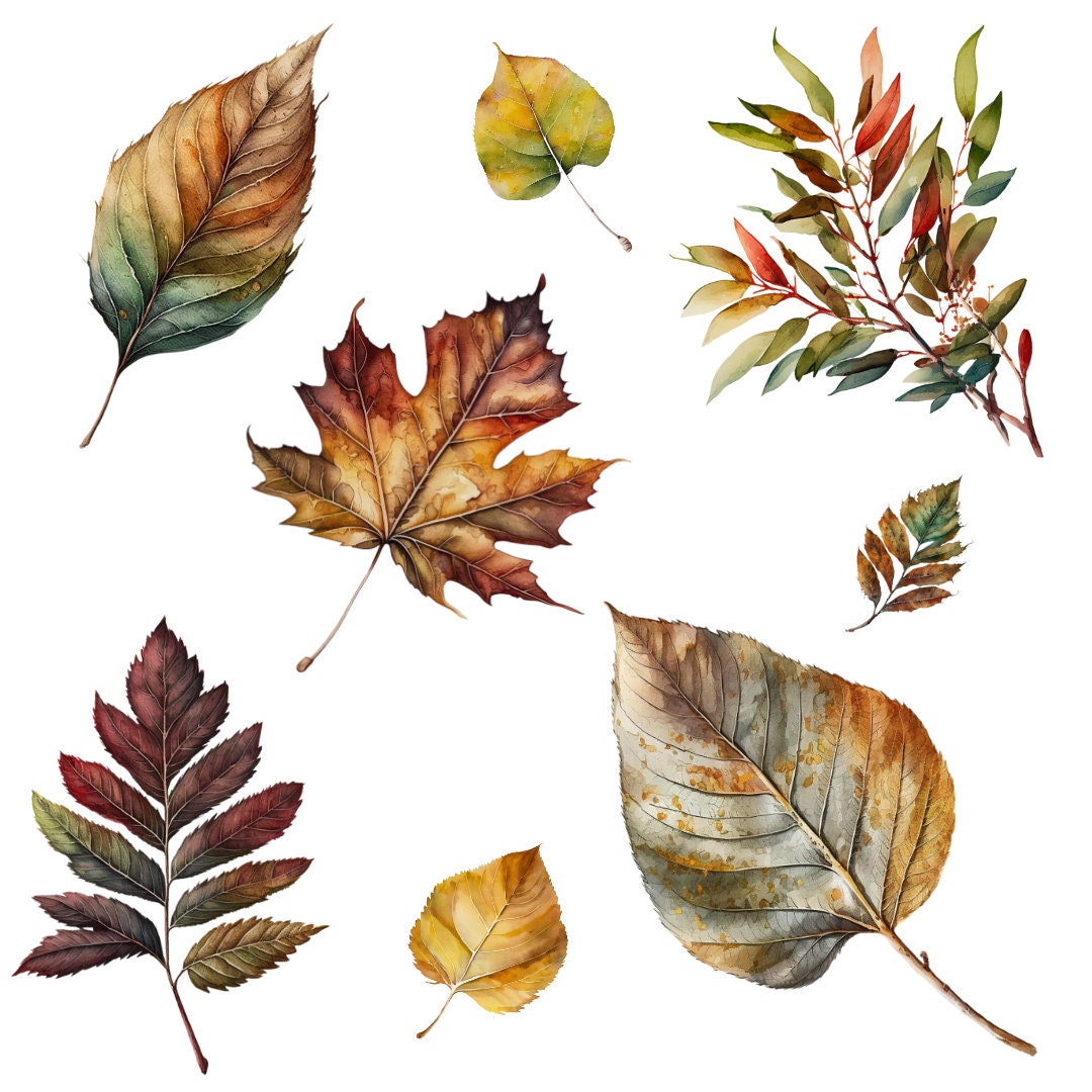 Autumn Leaves Watercolor Clipart Bundle Watercolor Autumn - Etsy