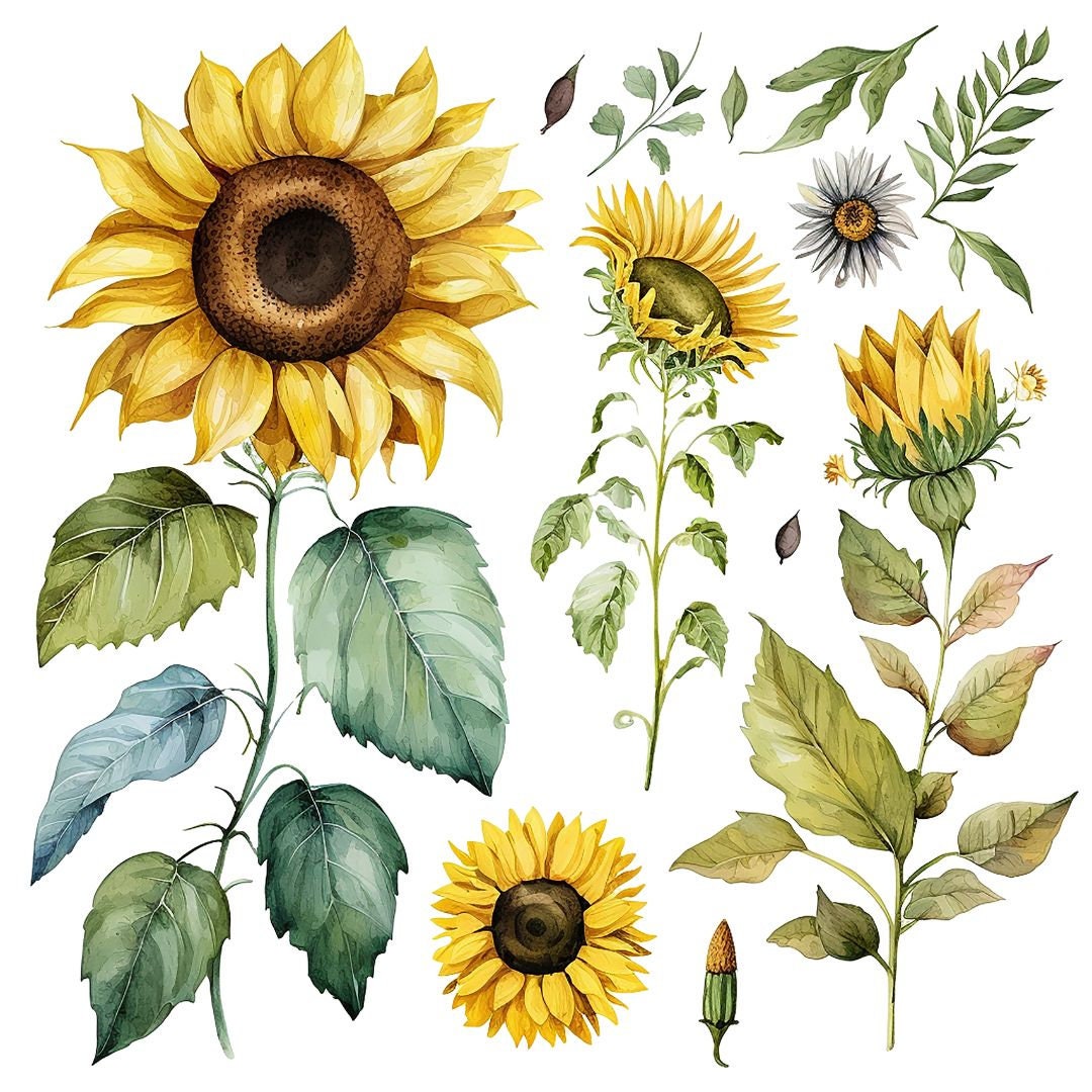 Watercolor Sunflower Clipart Fall Flowers Png-format Sunflower Clipart ...