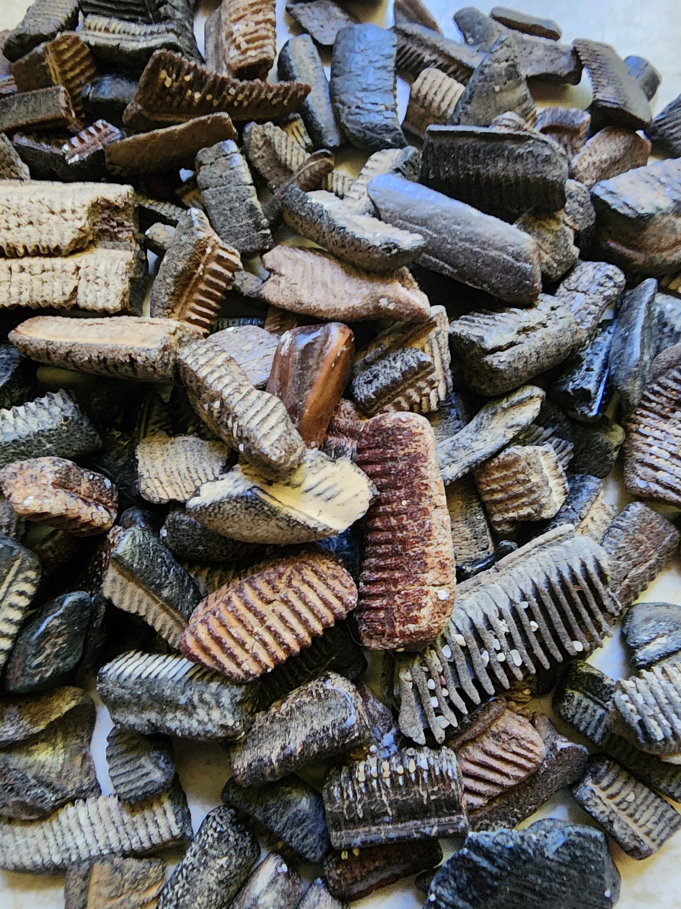 Fossilized Stingray Teeth - Etsy