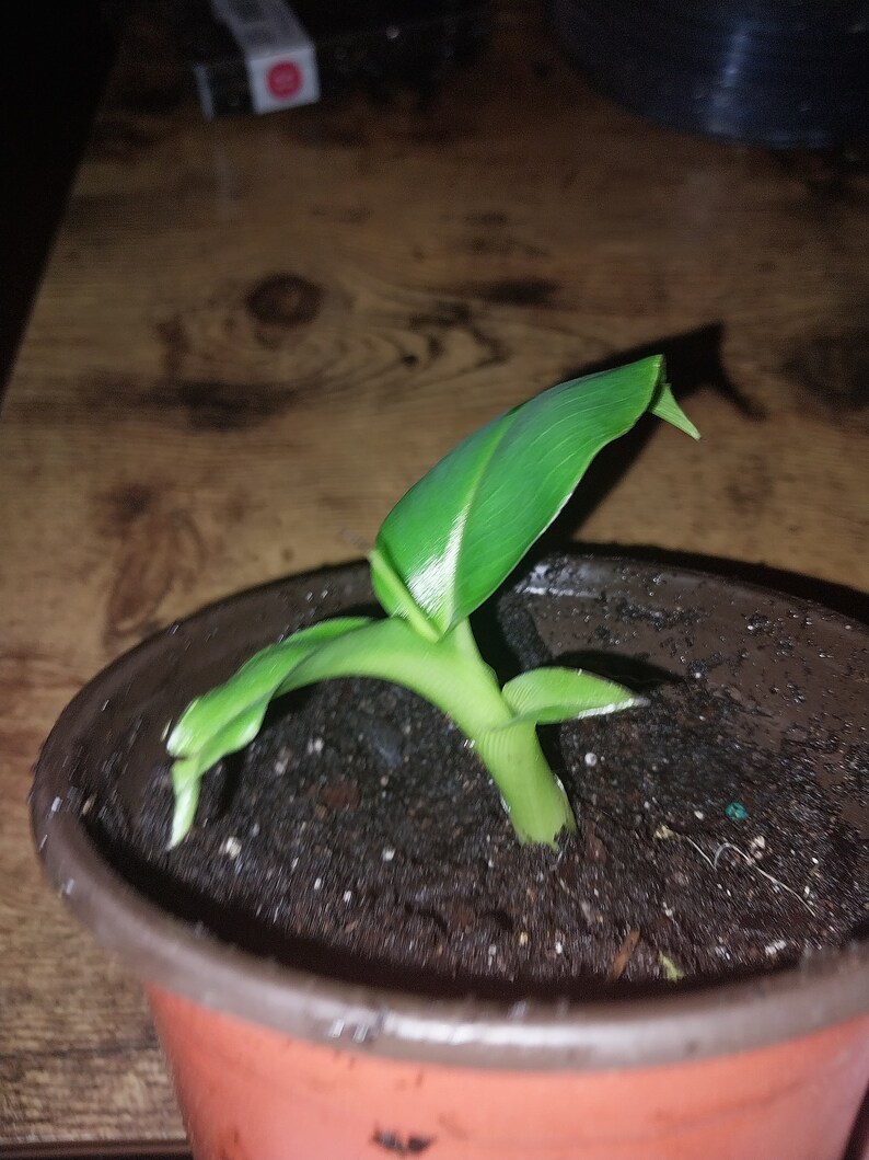 Dwarf Banana Starter Plant musa Basjoo - Etsy