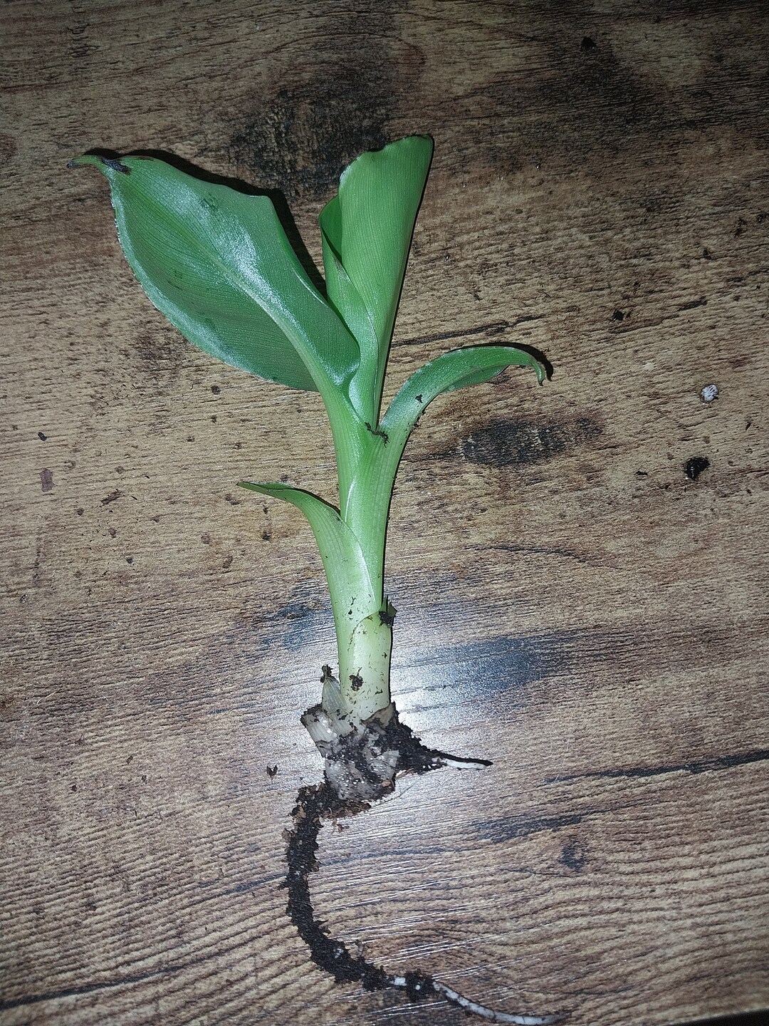 Dwarf Banana Starter Plant musa Basjoo - Etsy