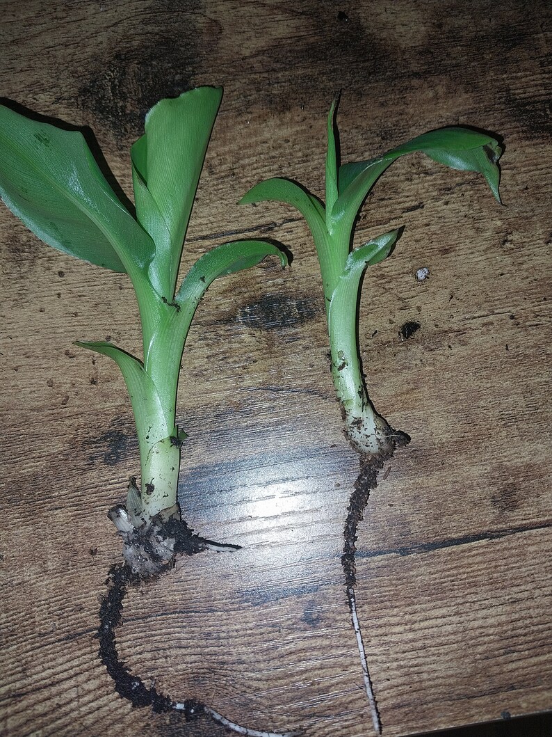 Dwarf Banana Starter Plant musa Basjoo - Etsy