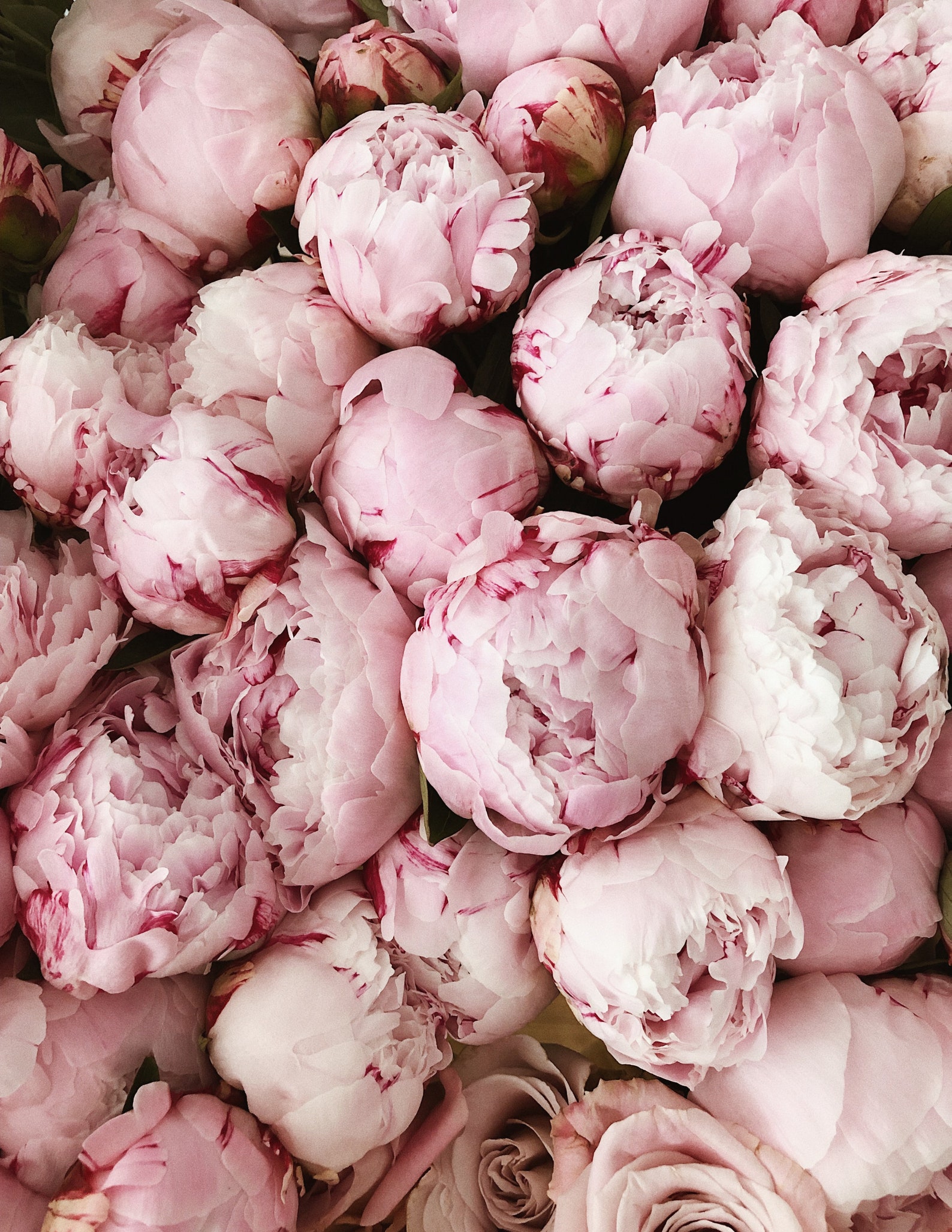 Peony Artwork Wall Decor Digital Prints - Etsy