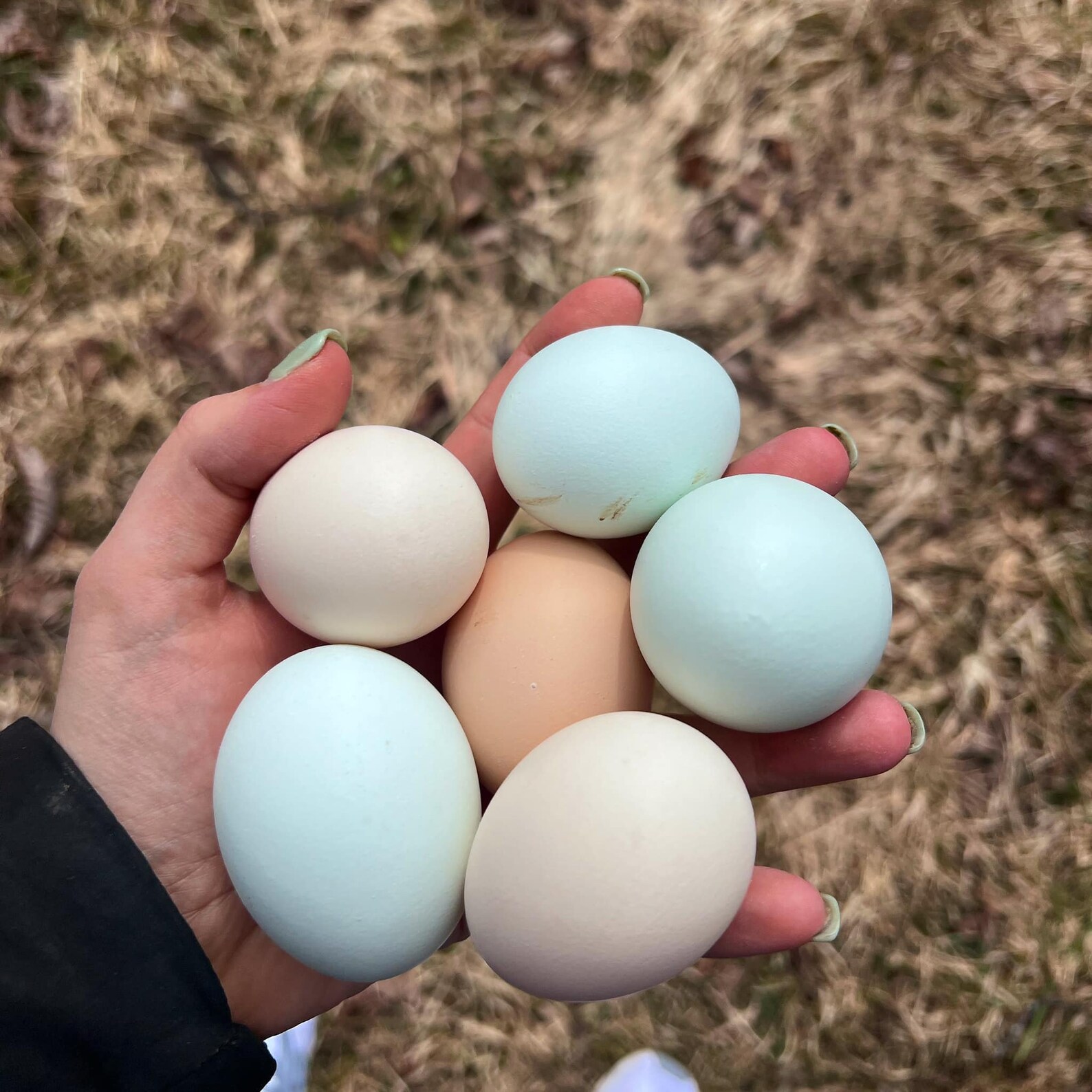 6 Olive & Moss Eggers F1 Free-range Organic Fed Fertilized - Etsy