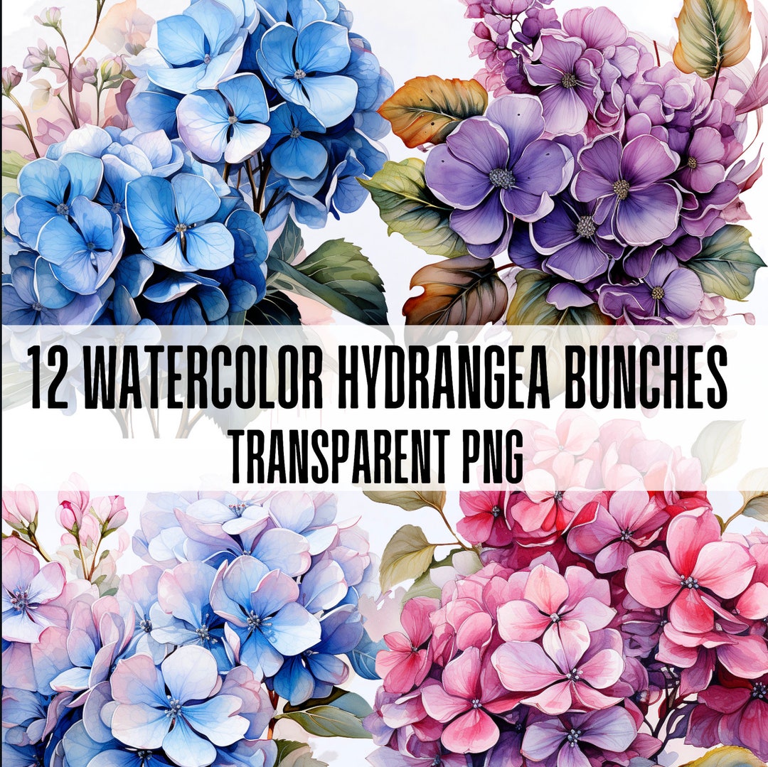 Watercolor Hydrangea Clipart Bundle: Floral PNG (digital Download) - Etsy