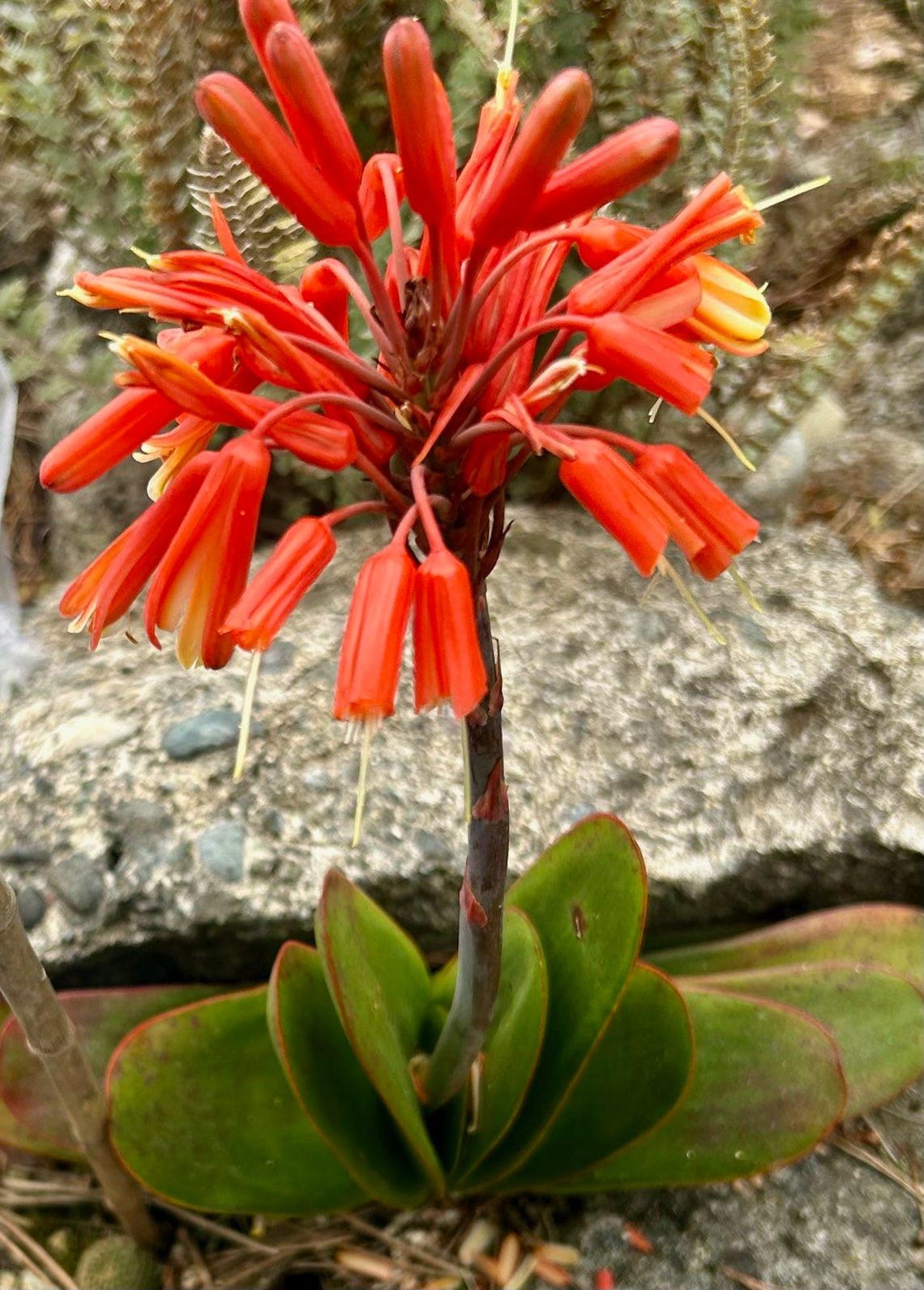 Kumara (aloe) Haemanthifolia - 5 Seeds - Etsy