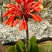 Kumara (aloe) Haemanthifolia - 5 Seeds - Etsy