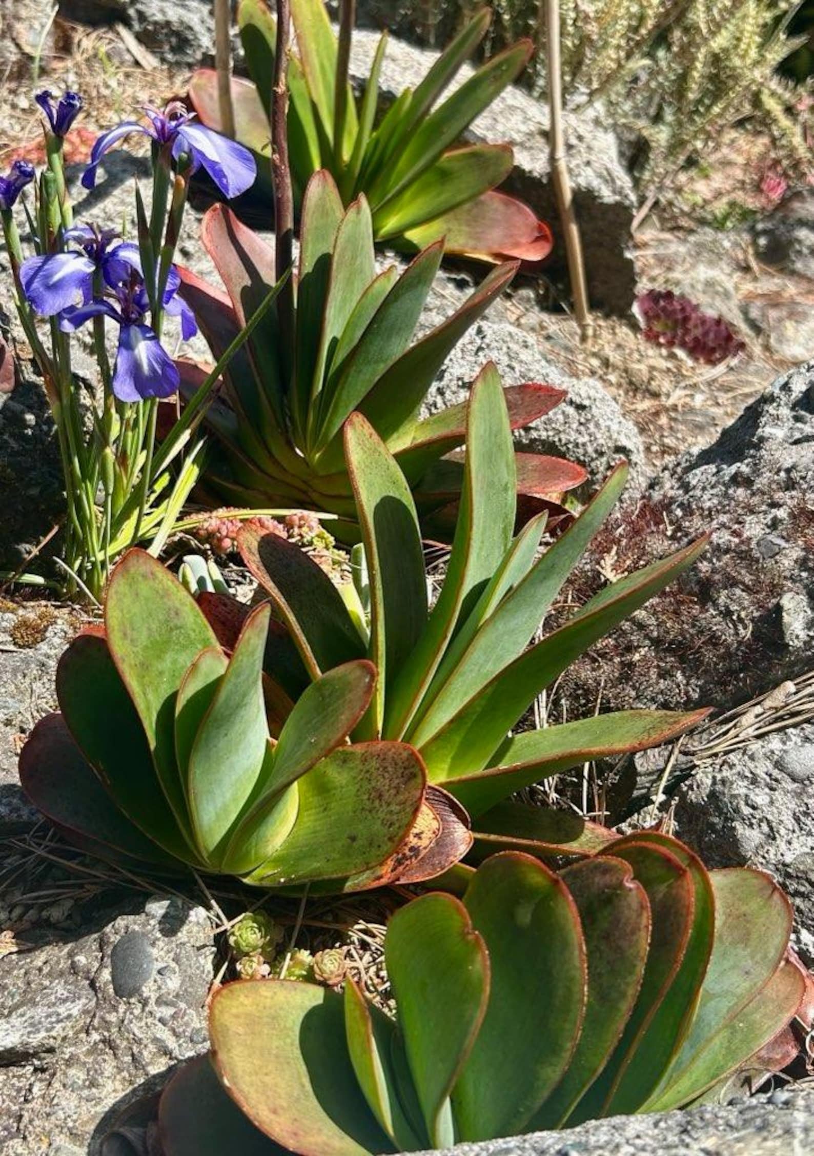 Kumara (aloe) Haemanthifolia - 5 Seeds - Etsy