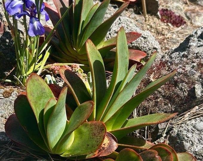 Kumara (aloe) Haemanthifolia - 5 Seeds - Etsy