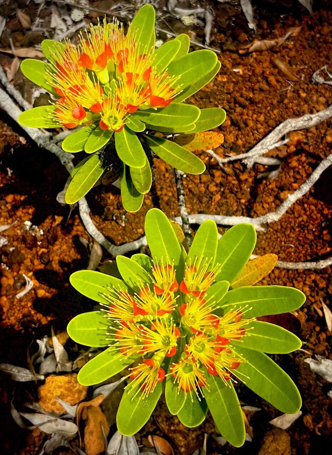 Xanthostemon Aurantiacus - Beautiful New Caledonian Species - Etsy